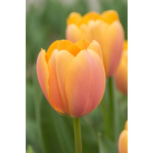 Tulip Darwin Hybride Blushing Impression 6 Bulbs Ready for Planting Now in UK Autumn Outdoor Gardens