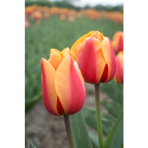 Tulip Darwin Hybride Lalibela Salmon 6 Bulbs Ready for Planting Now in ...