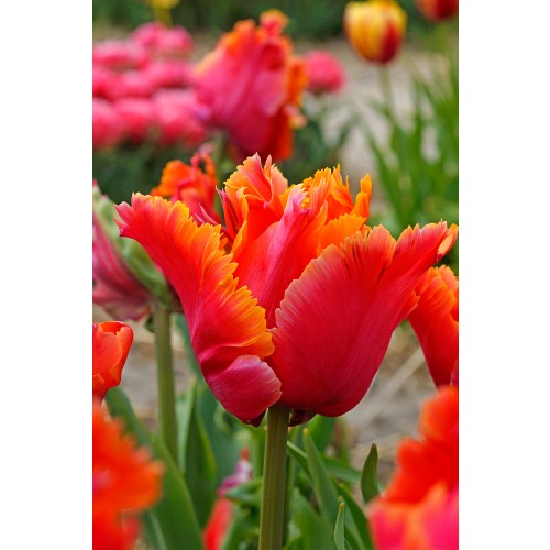 Tulip Parrot Amazing Parrot 6 Bulbs Ready for Planting Now in UK Autumn Outdoor Gardens