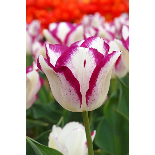 Tulip Affaire 7 Bulbs Ready for Planting Now in UK Autumn Outdoor Gardens