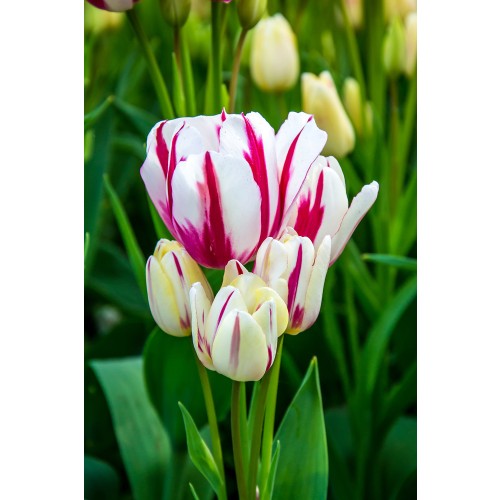 Tulip Multiflowering Flaming Club 6 Bulbs Ready for Planting Now in UK Autumn Outdoor Gardens