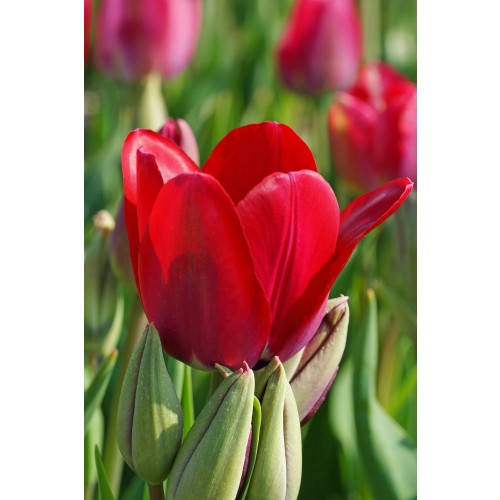 Tulip Multiflowering Fiery Club 6 Bulbs Ready for Planting Now in UK Autumn Outdoor Gardens