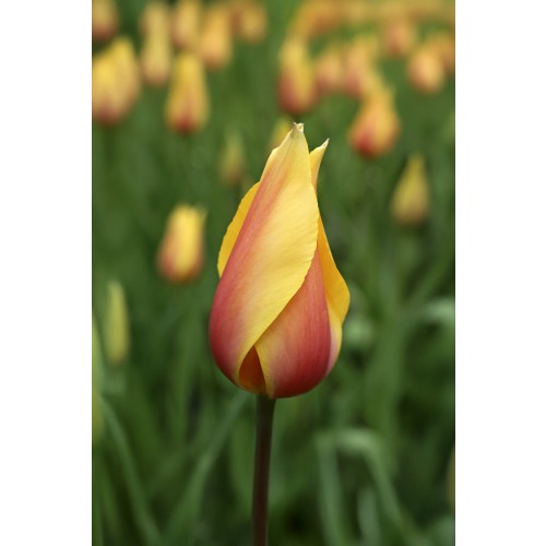 Tulip Single Late Blushing Beauty (Long Stems) 6 Bulbs Ready for Planting Now in UK Autumn ...