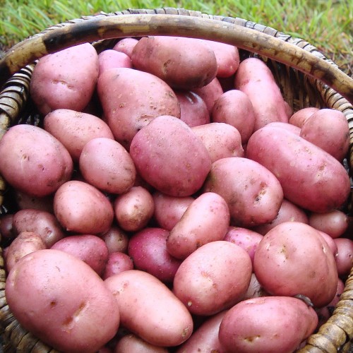 Alfred Bartlett Rooster Potatoes 2kg net