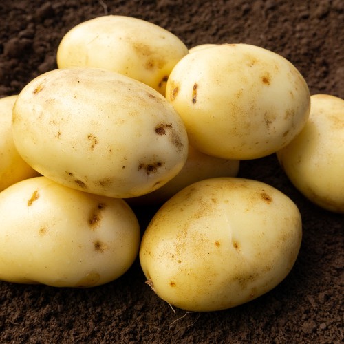 Sagitta Seed Potatoes