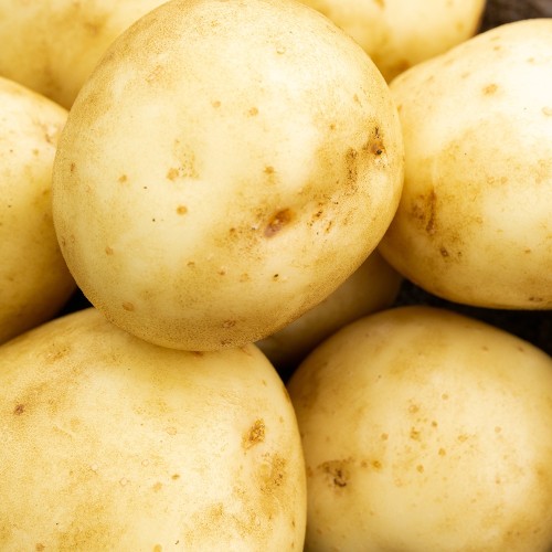 Saxon Seed Potatoes
