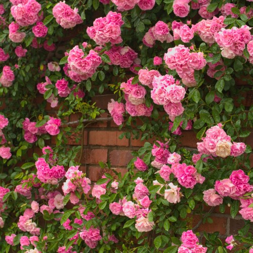 Climbing Rose - Schoolgirl Climbing, bare rootball by Jamieson Brothers