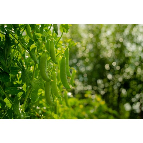 Pea Kelvedon Wonder Vegetable Seeds (Approx. 54 seeds) by Jamieson Brothers