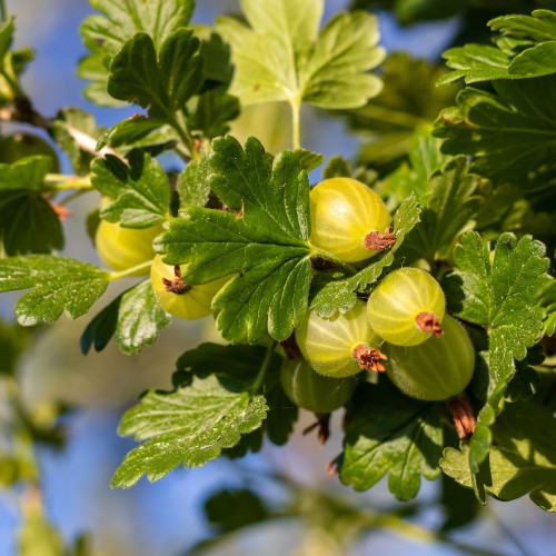 Gooseberry - Spring planting bare root fruit bush/shrub by Jamieson ...