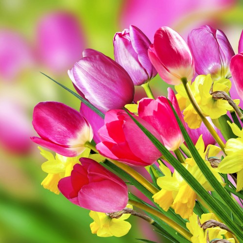 Dwarf Daffodil and Tulip Bulbs - Rockery Mixed (150 bulbs)