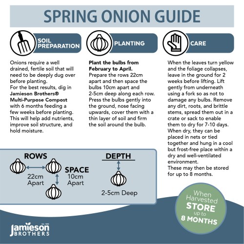 Jamieson Brothers Red Baron Onion Sets - 50 pack