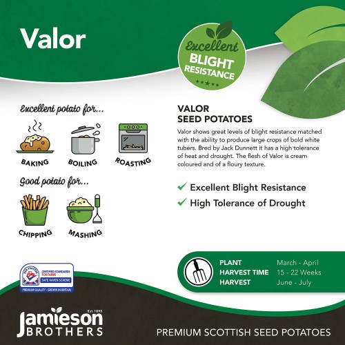Valor Seed Potatoes - 2KG