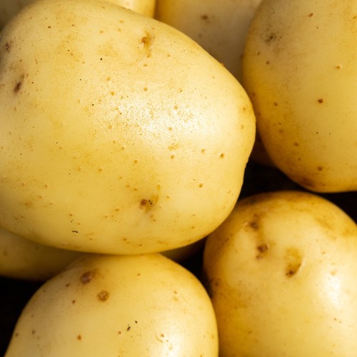 Wilja Seed Potatoes