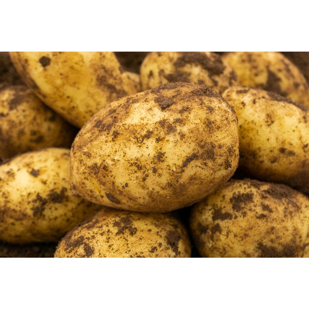 Baby Lou Seed Potatoes