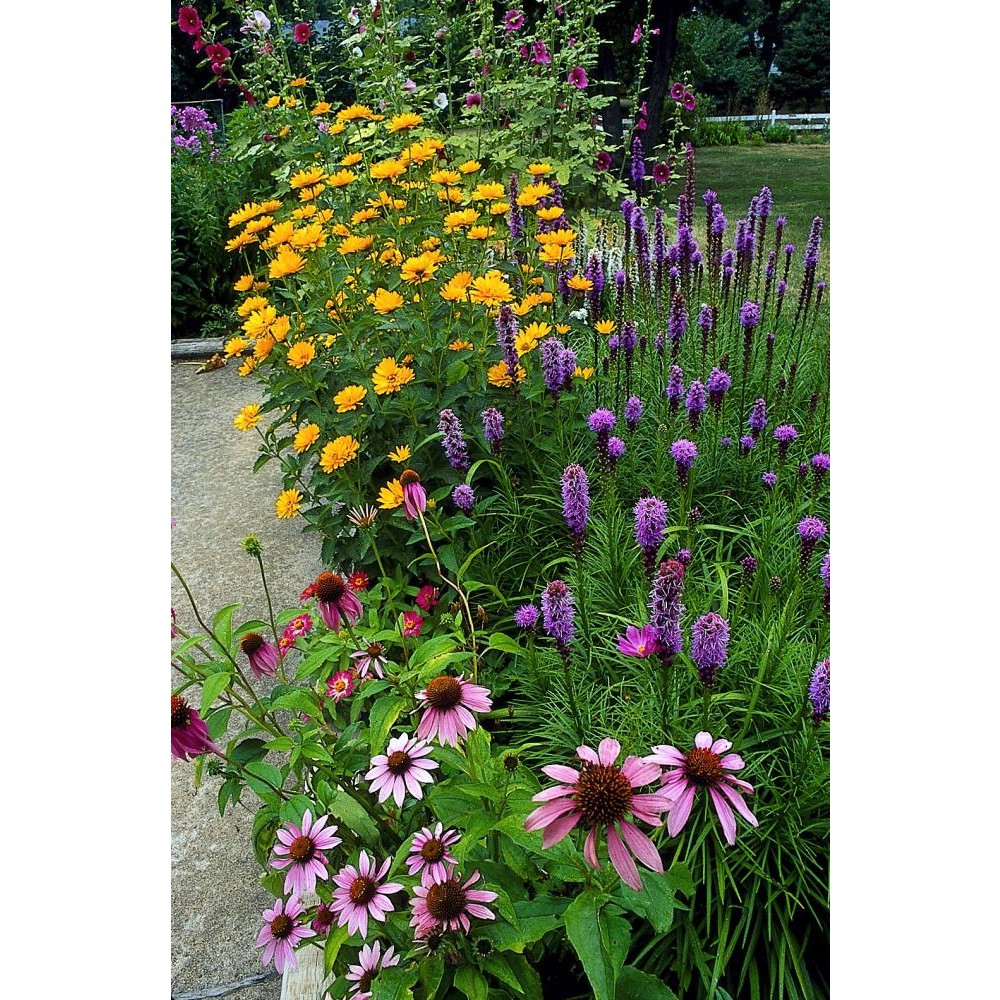 Echinacea & Rudbeckia Mixed (2 Bulbs) and Wildflower 'Butterfly' Mix ...