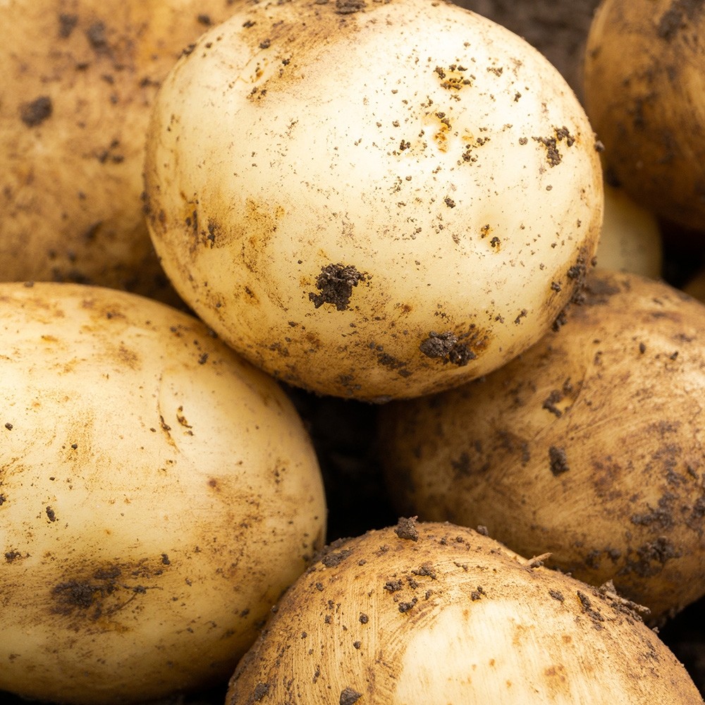 Pentland Crown Seed Potatoes