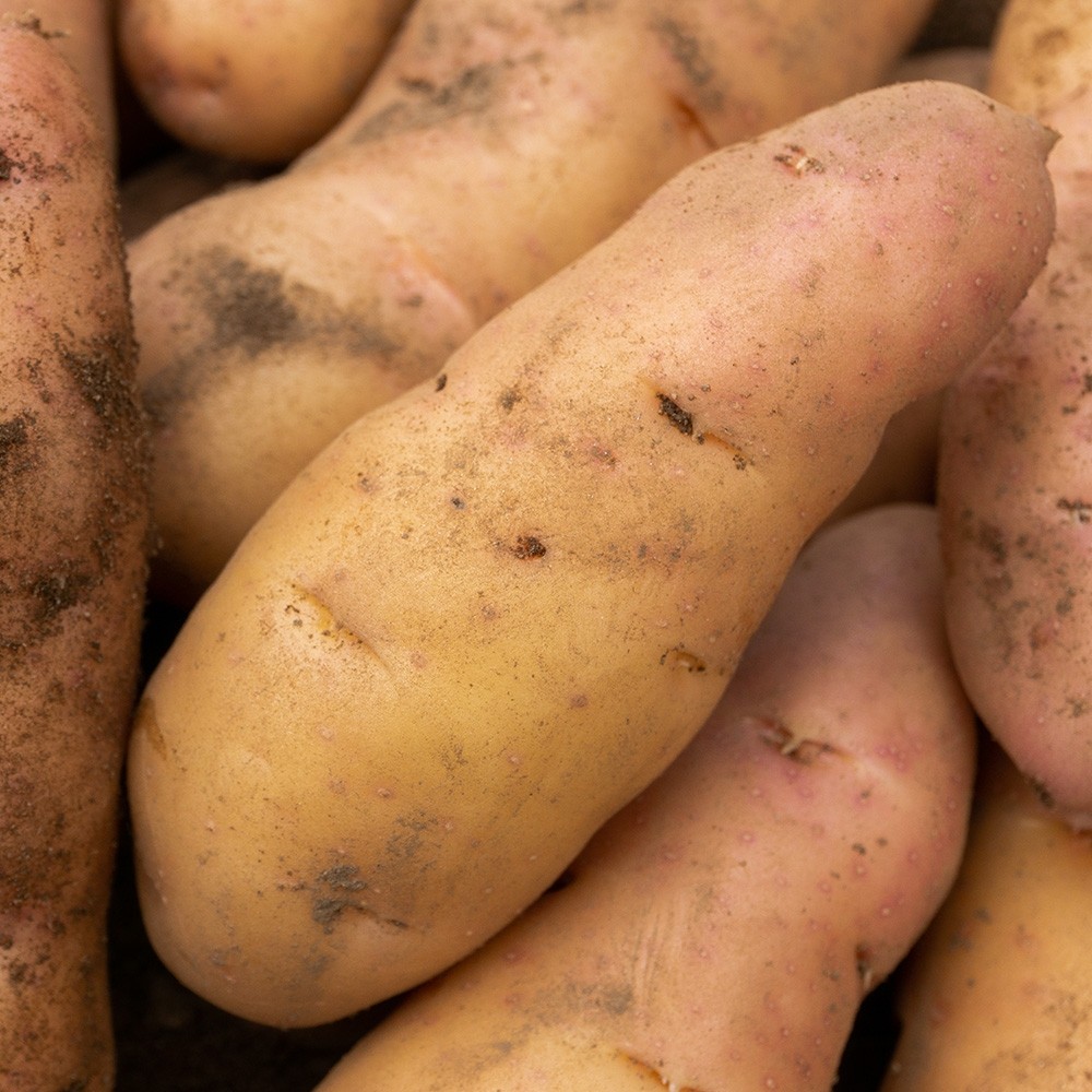 Pink Fir Apple Seed Potatoes