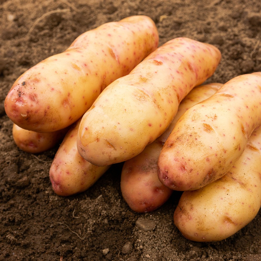 Pink Fir Apple Seed Potatoes - 20KG