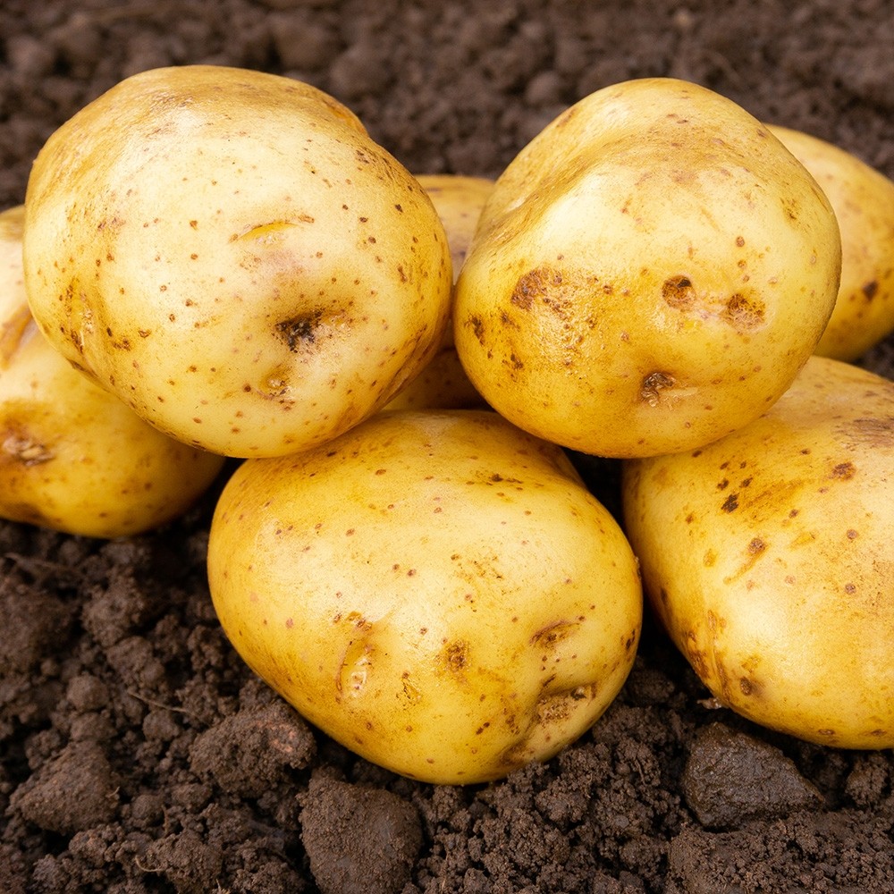 Record Seed Potatoes