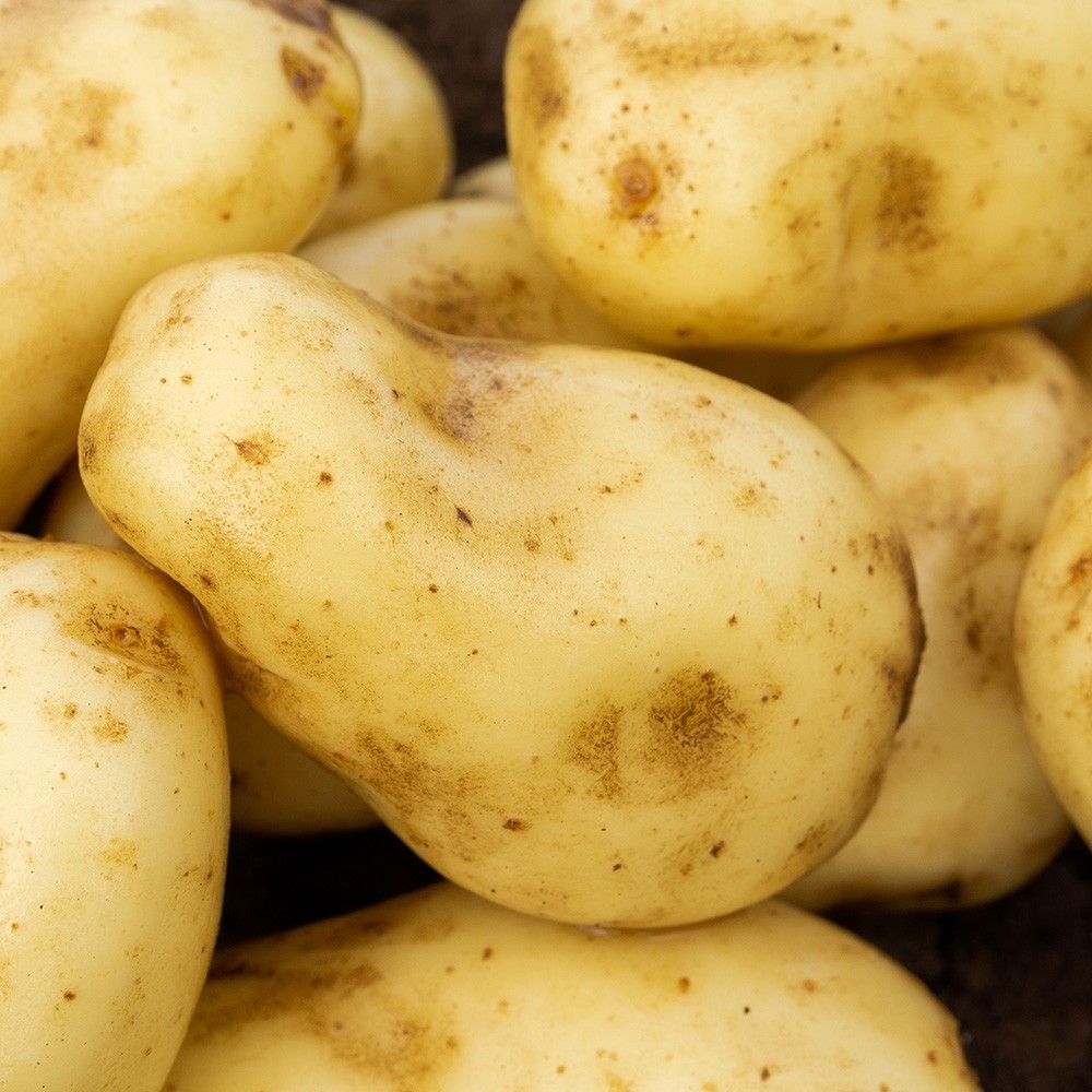 Sharpes Express Seed Potatoes