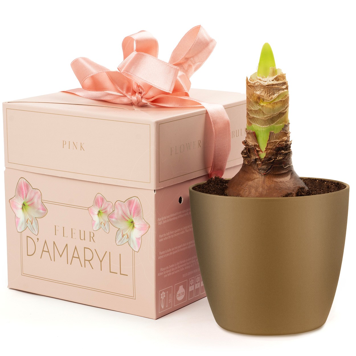 Deluxe Amaryllis Pink Bulb – 1 Large Indoor Flower Bulb for UK Autumn ...