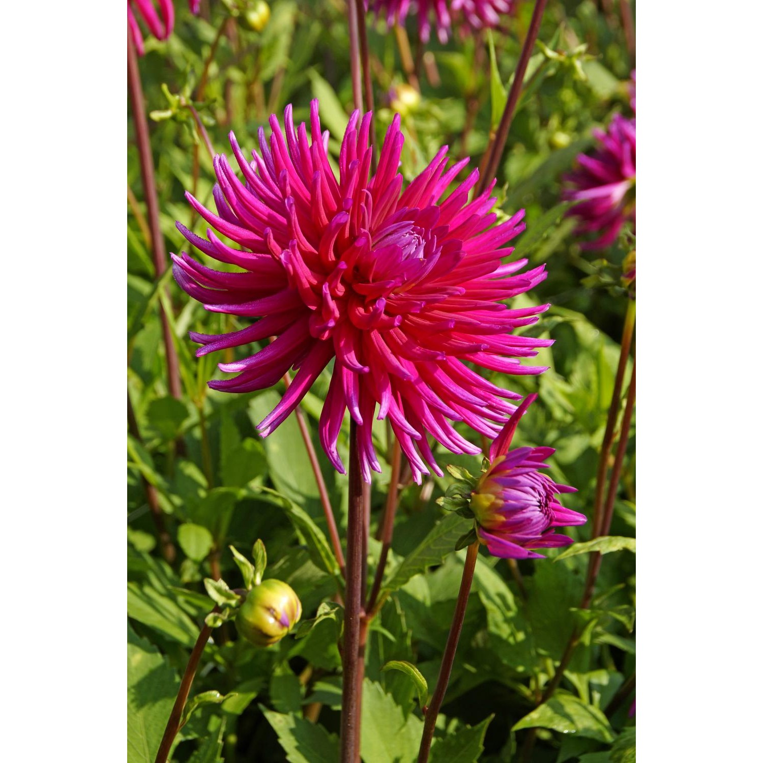 Dahlia Purple Gem (1 Bulb) and Wildflower 'Butterfly' Mix Seeds Grow ...