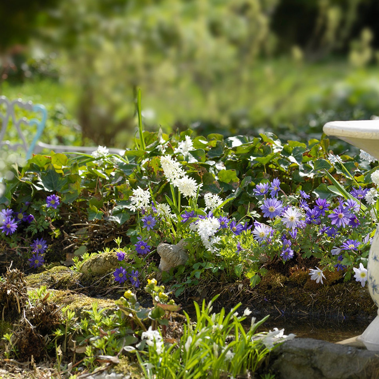 Bee & Butterfly Lilac Wonder 50 Bulbs Ready for Planting Now in UK ...