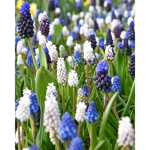 Muscari Mixed Colours (40 Bulbs) Grape Hyacinth by Jamieson Brothers