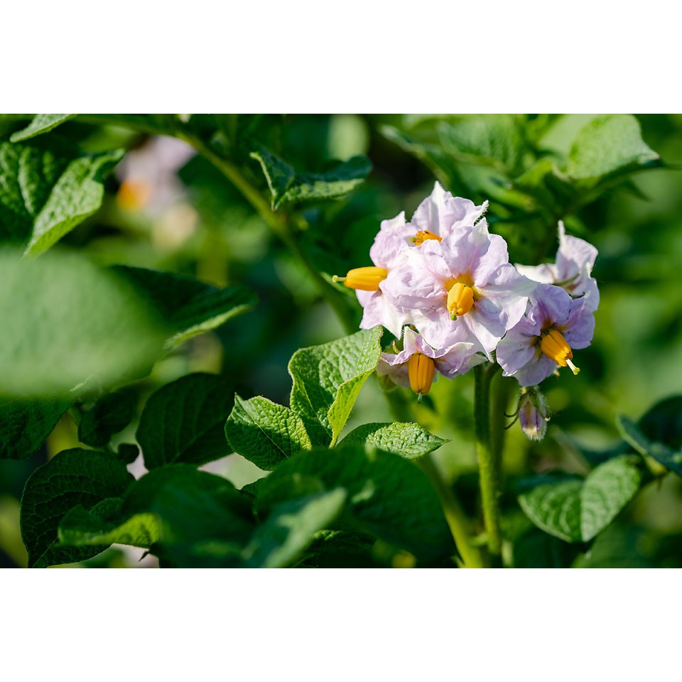 Double Strength Blight Guard for the prevention of foliar blight in ...