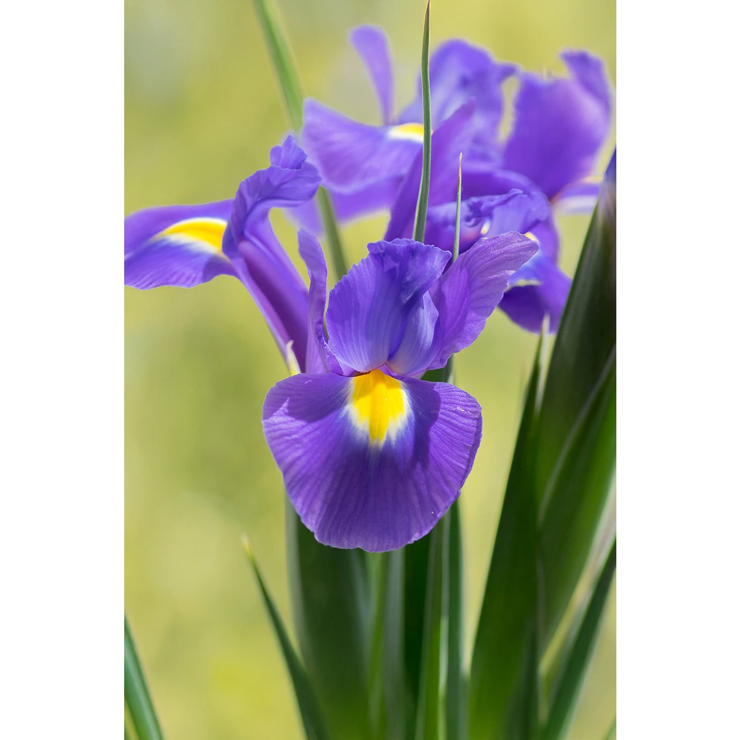 Dutch Iris Hollandica Sapphire Beauty 20 Bulbs Ready for Planting Now ...