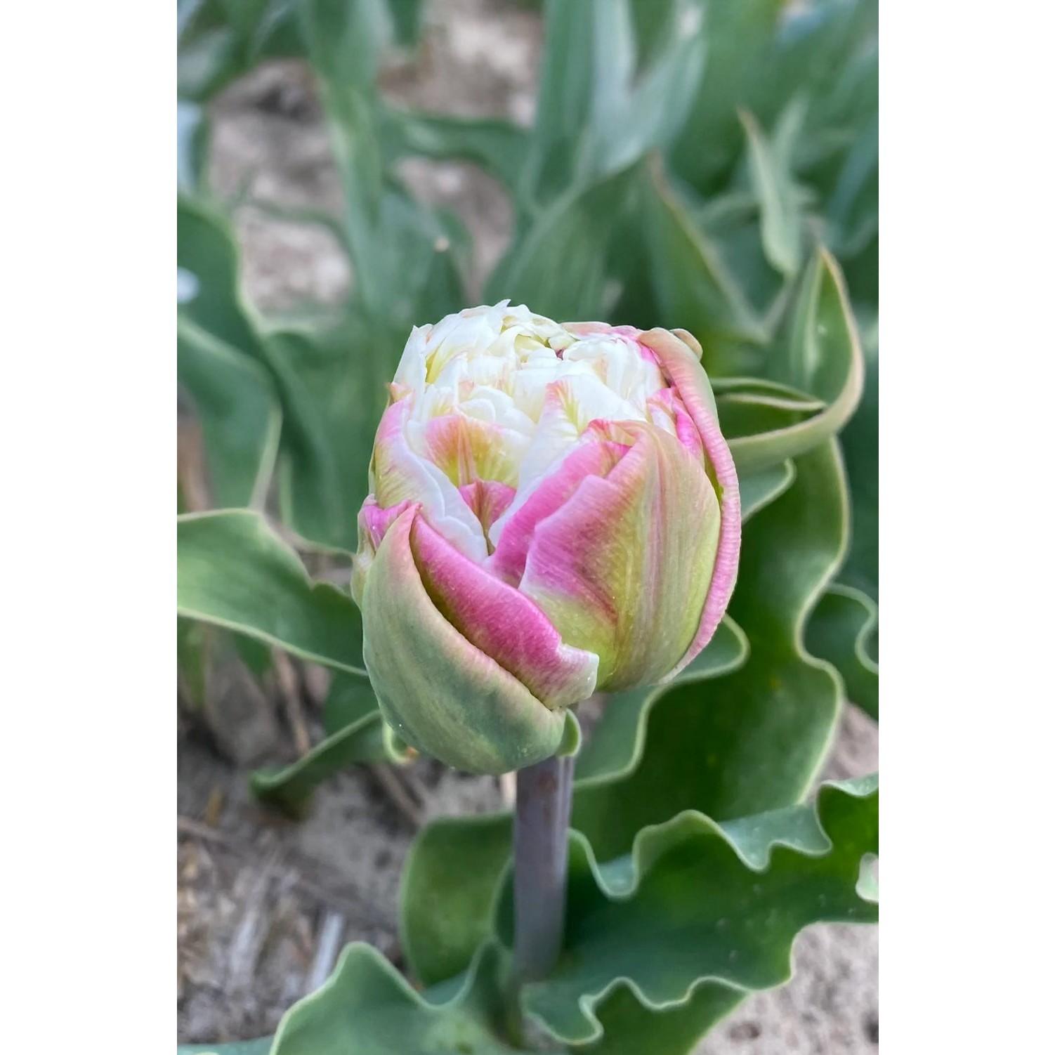 Tulip Double Late Peggy Wonder 3 Bulbs Ready for Planting Now in UK ...