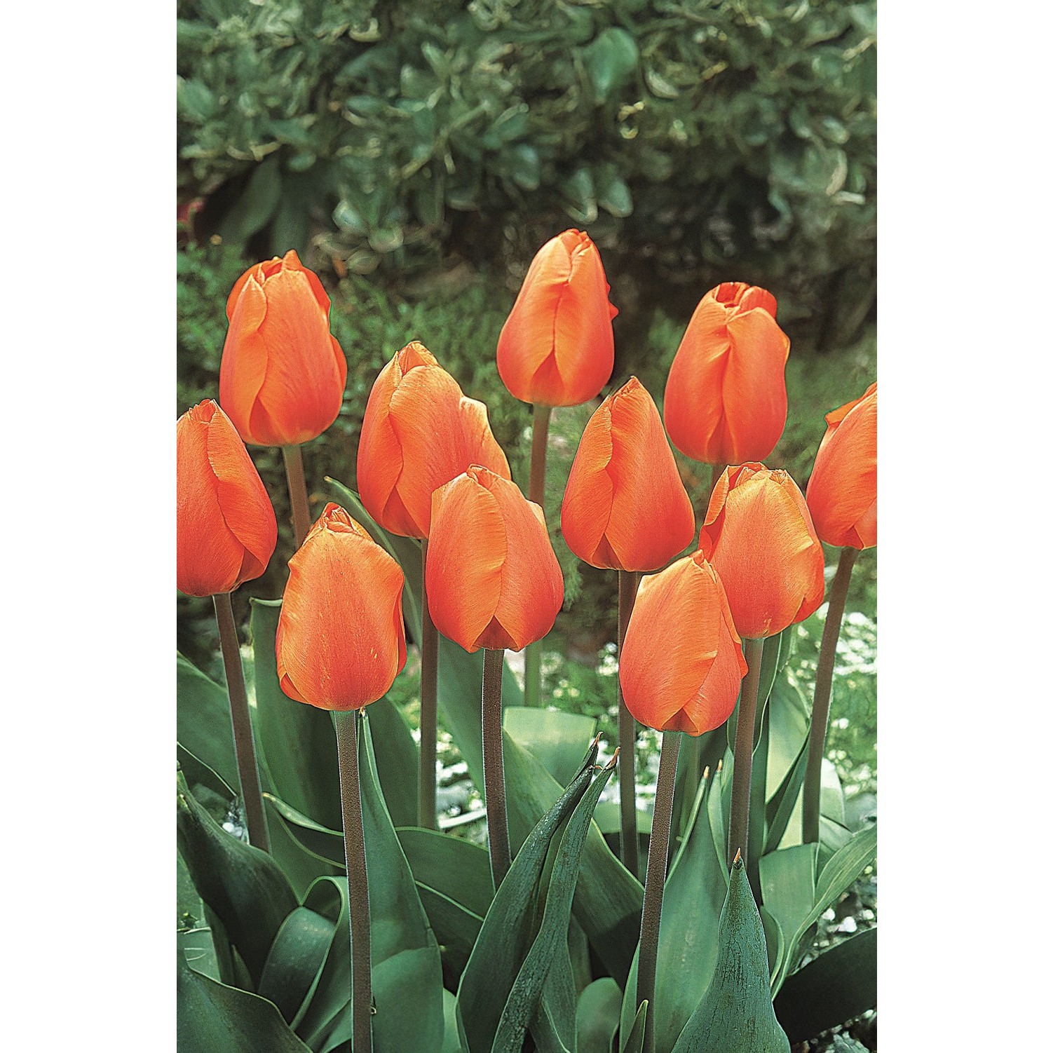 Tulip Darwin Hybride Lightning Sun 6 Bulbs Ready for Planting Now in UK Autumn Outdoor Gardens