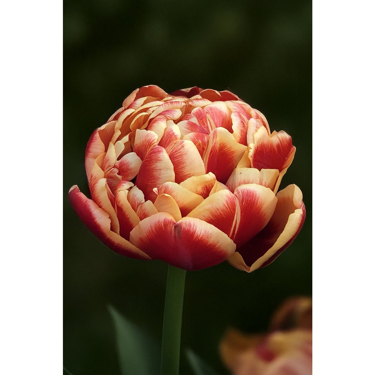 Tulip Double Early Congo 6 Bulbs Ready for Planting Now in UK Autumn Outdoor Gardens by Jamieson ...