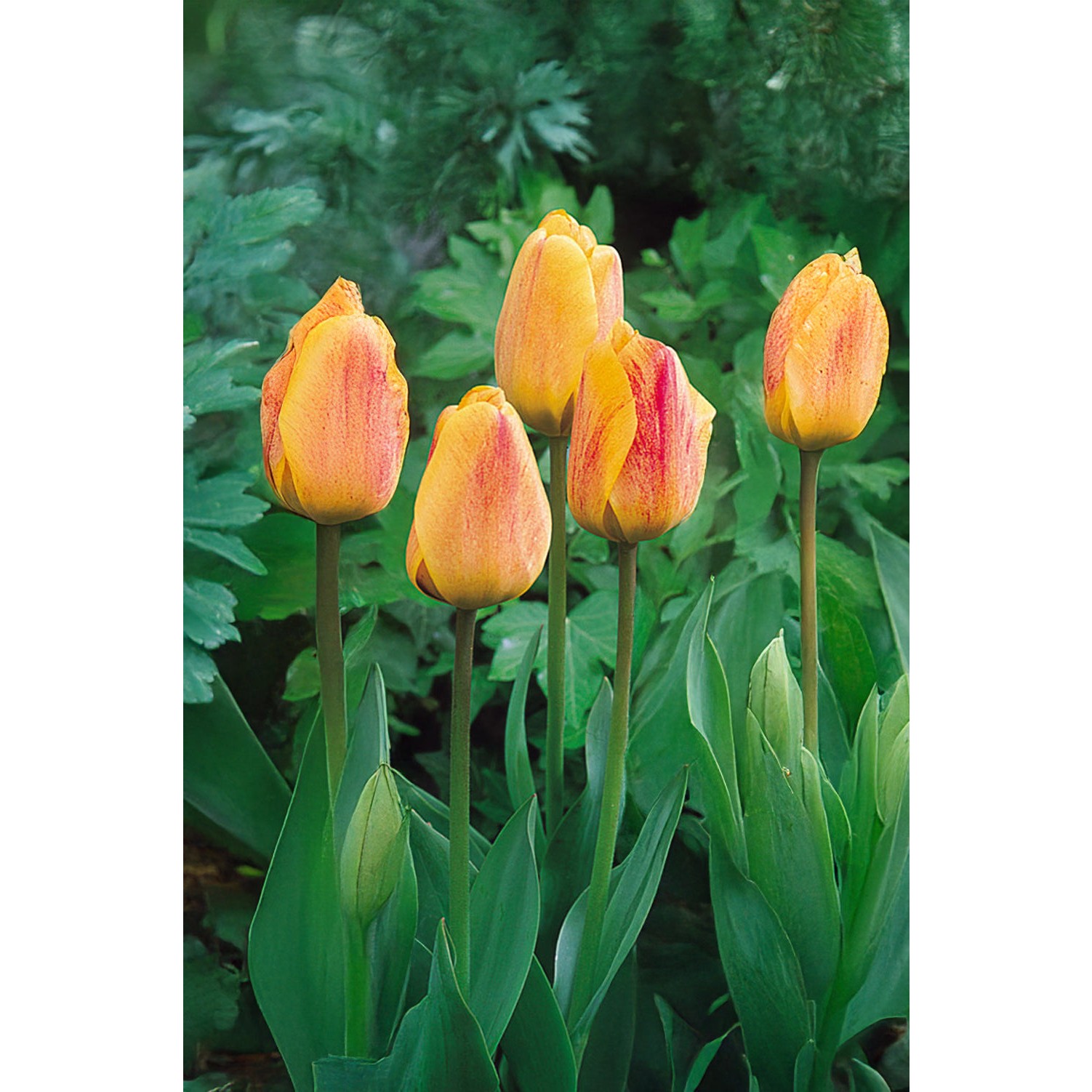 Tulip Darwin Hybride Golden Apeldoorn 6 Bulbs Ready for Planting Now in UK Autumn Outdoor Gardens