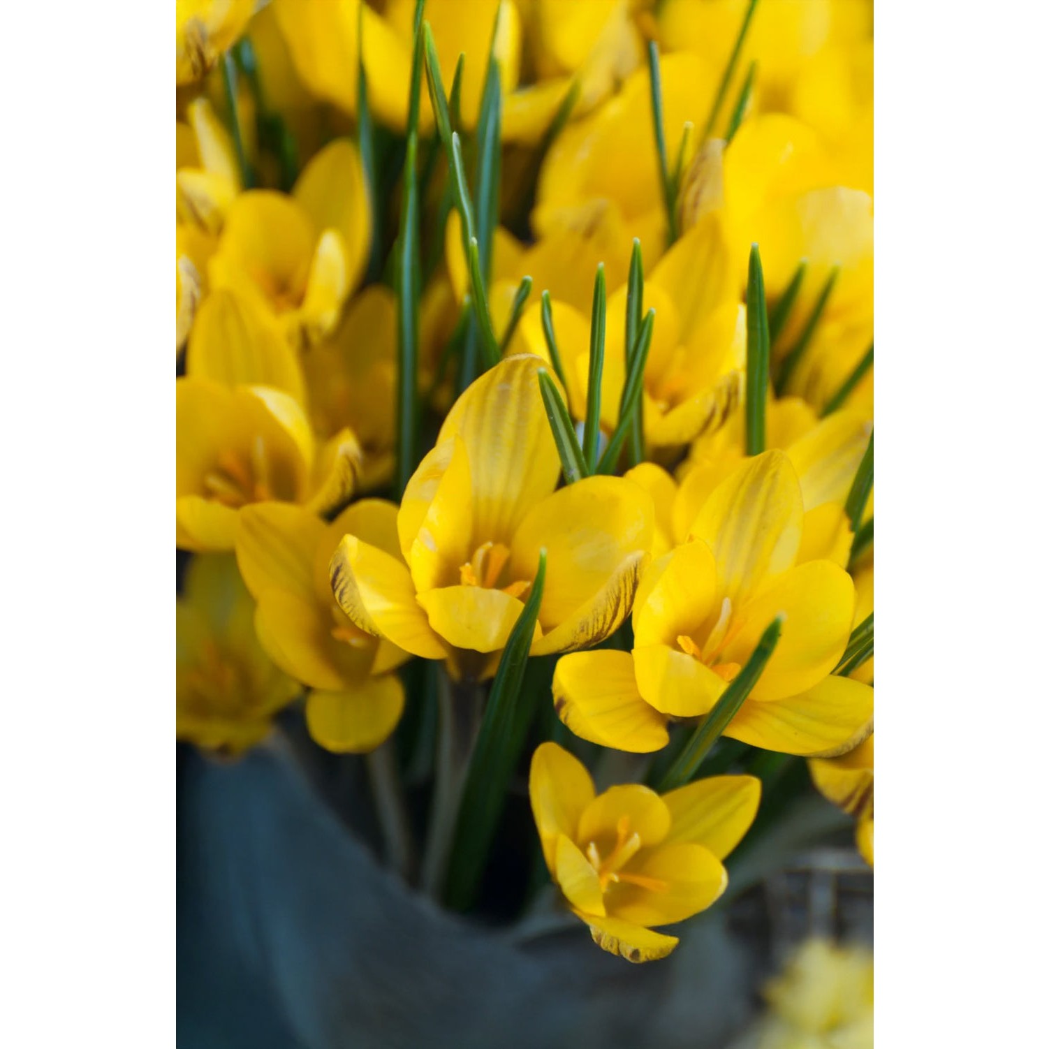 Bee & Butterfly Honey Heaven 50 Bulbs Ready for Planting Now in UK ...