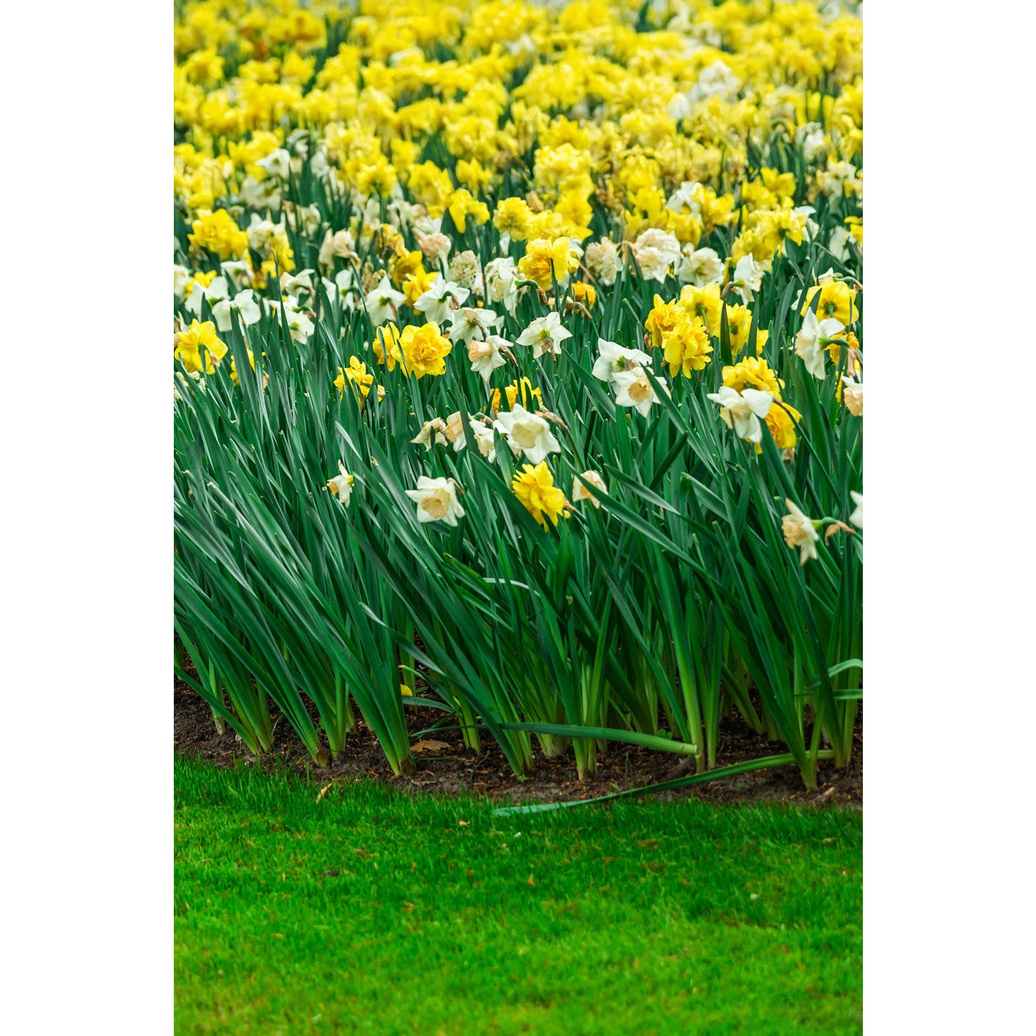 Daffodil (Narcissus) Large Cupped Large Cupped Mix 5 Bulbs Ready for Planting Now in UK Autumn ...