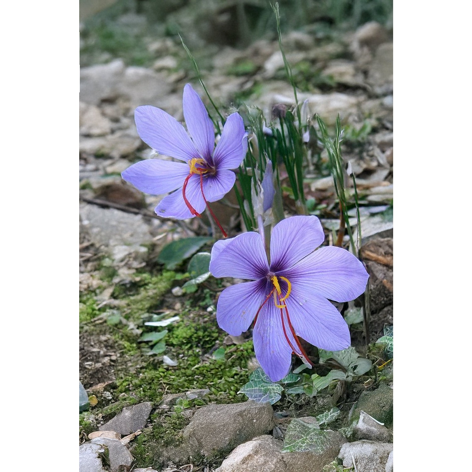 Crocus (Autumn Flowering) Safran Crocus (Sativus) 15 Bulbs Ready for ...