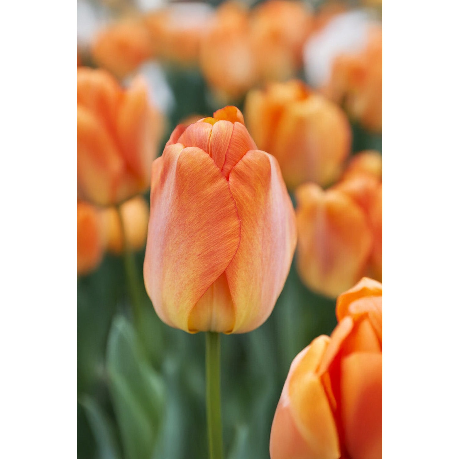 Tulip Triumph Orange Dream 6 Bulbs Ready for Planting Now in UK Autumn Outdoor Gardens