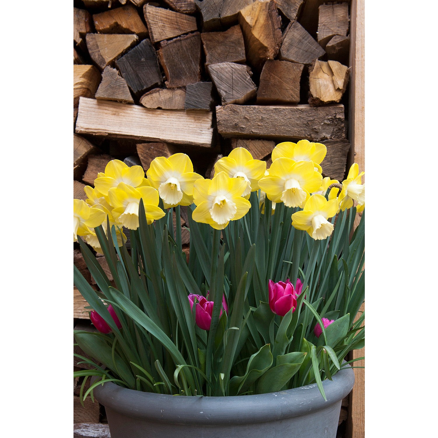 Daffodil (Narcissus) Trumpet Teal 5 Bulbs Ready for Planting Now in UK ...