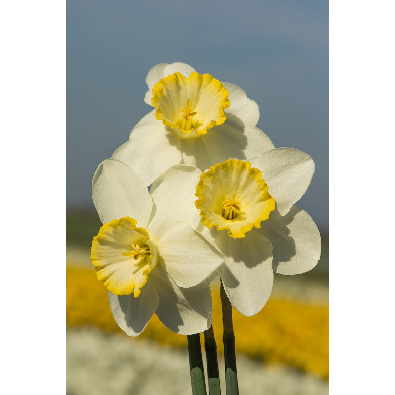 Daffodil (Narcissus) Frosty Snow 5 Bulbs Ready for Planting Now in UK ...