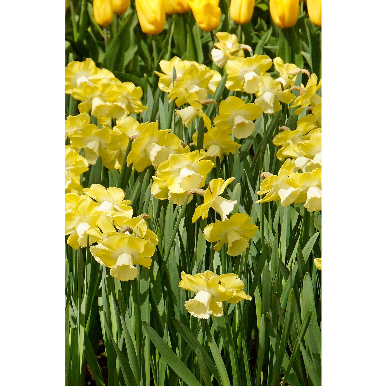 Daffodil (Narcissus) Large Cupped Avalon 5 Bulbs Ready for Planting Now ...