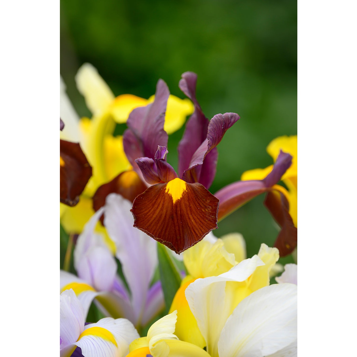 Dutch Iris Hollandica Red Ember 20 Bulbs Ready for Planting Now in UK ...