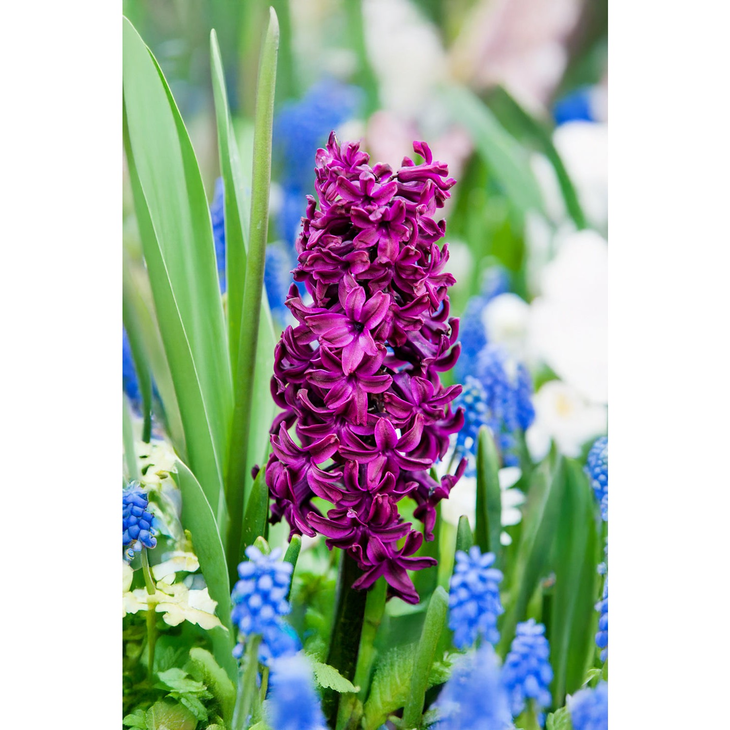 Hyacinthus Orientalis Woodstock 5 Bulbs Ready for Planting Now in UK Autumn Outdoor Gardens