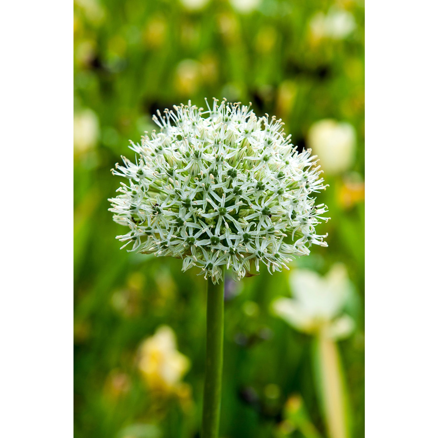 Allium Elegant 18 Bulbs Ready for Planting Now in UK Autumn Outdoor Gardens