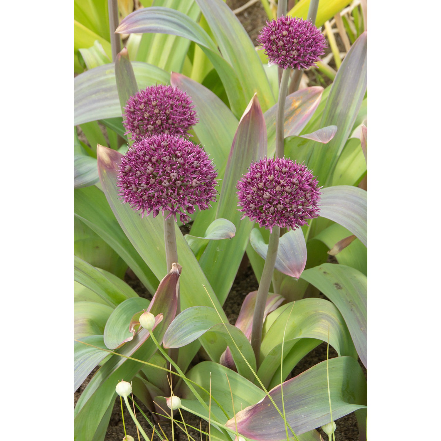 Allium Ostara 5 Bulbs Ready for Planting Now in UK Autumn Outdoor Gardens