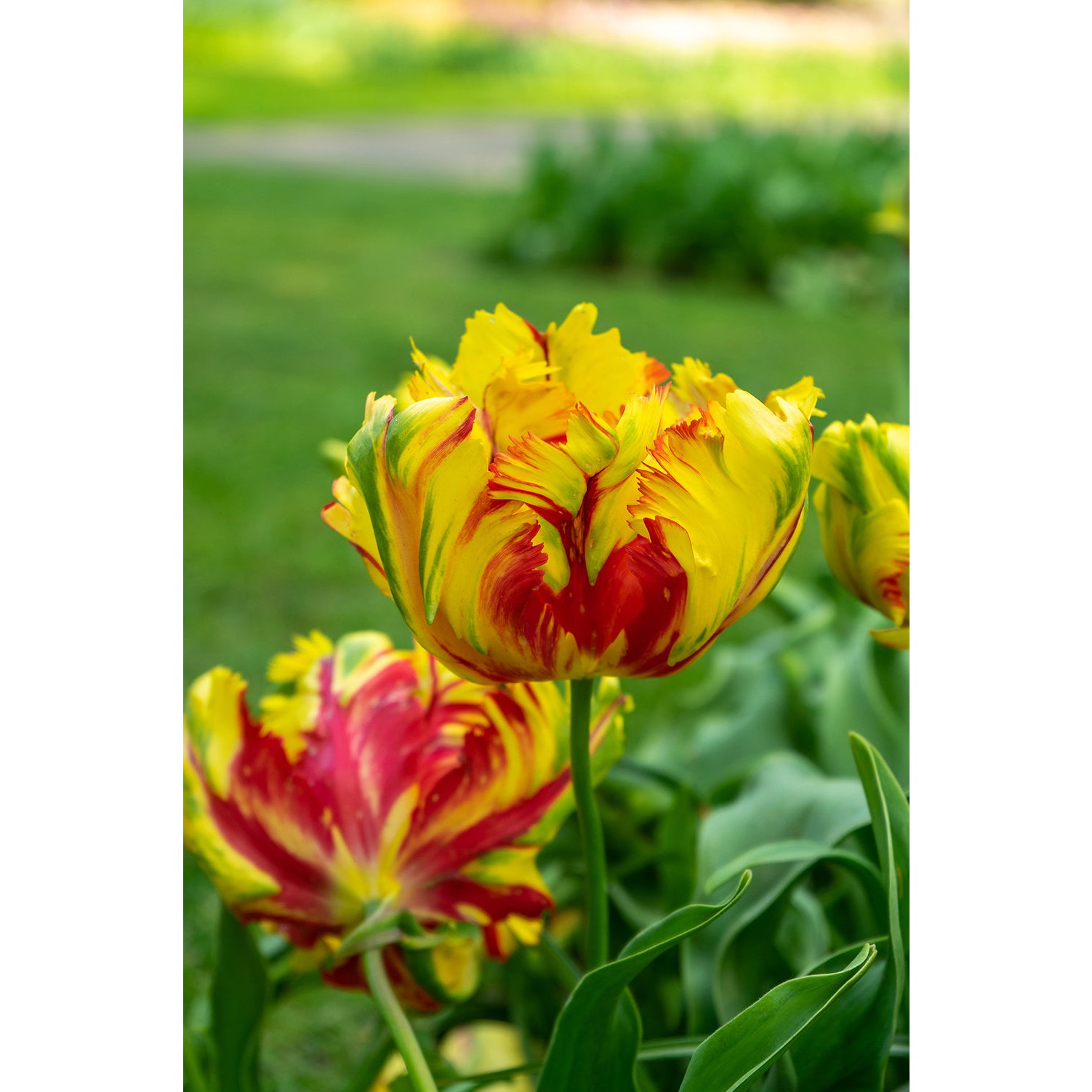 Tulip Texas Flame 7 Bulbs Ready for Planting Now in UK Autumn Outdoor Gardens