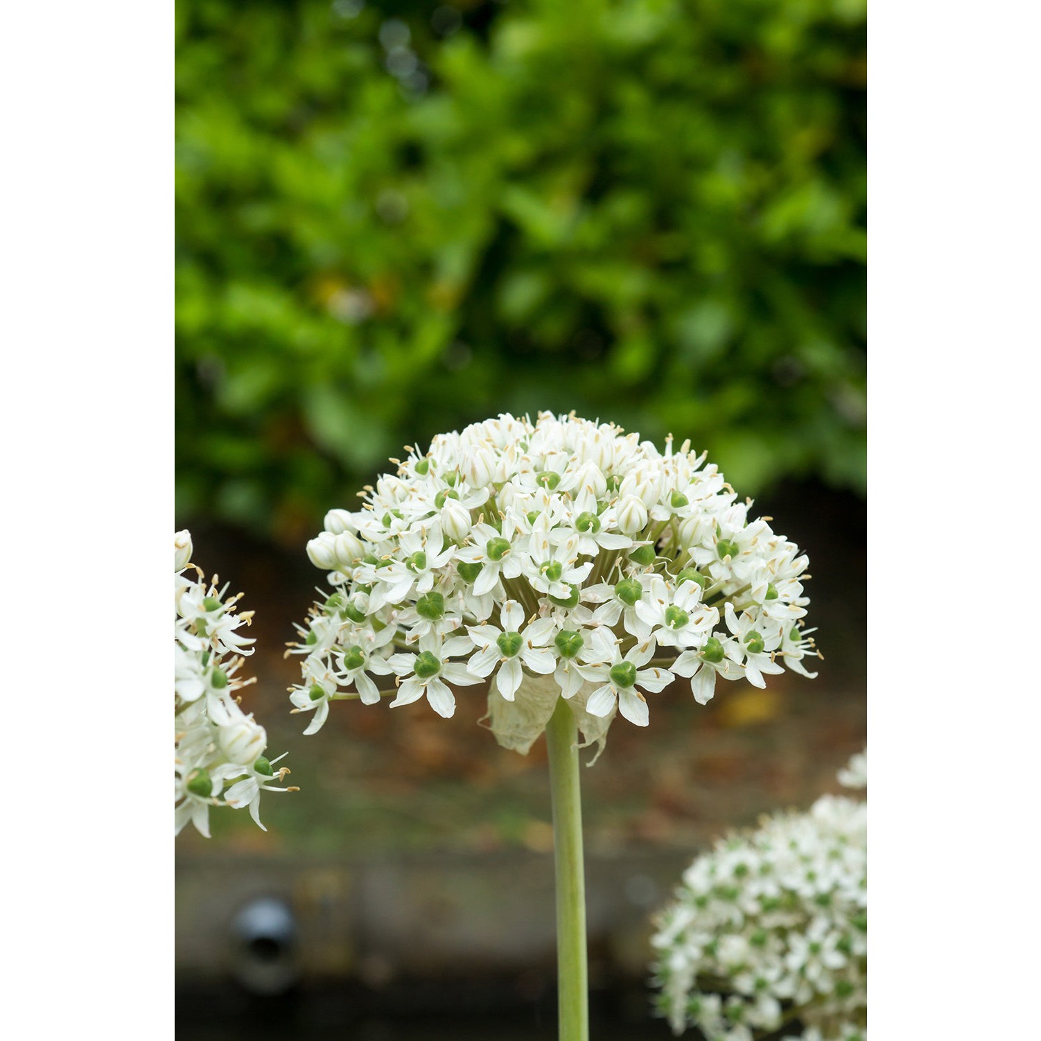 Allium Festival 25 Bulbs Ready for Planting Now in UK Autumn Outdoor ...