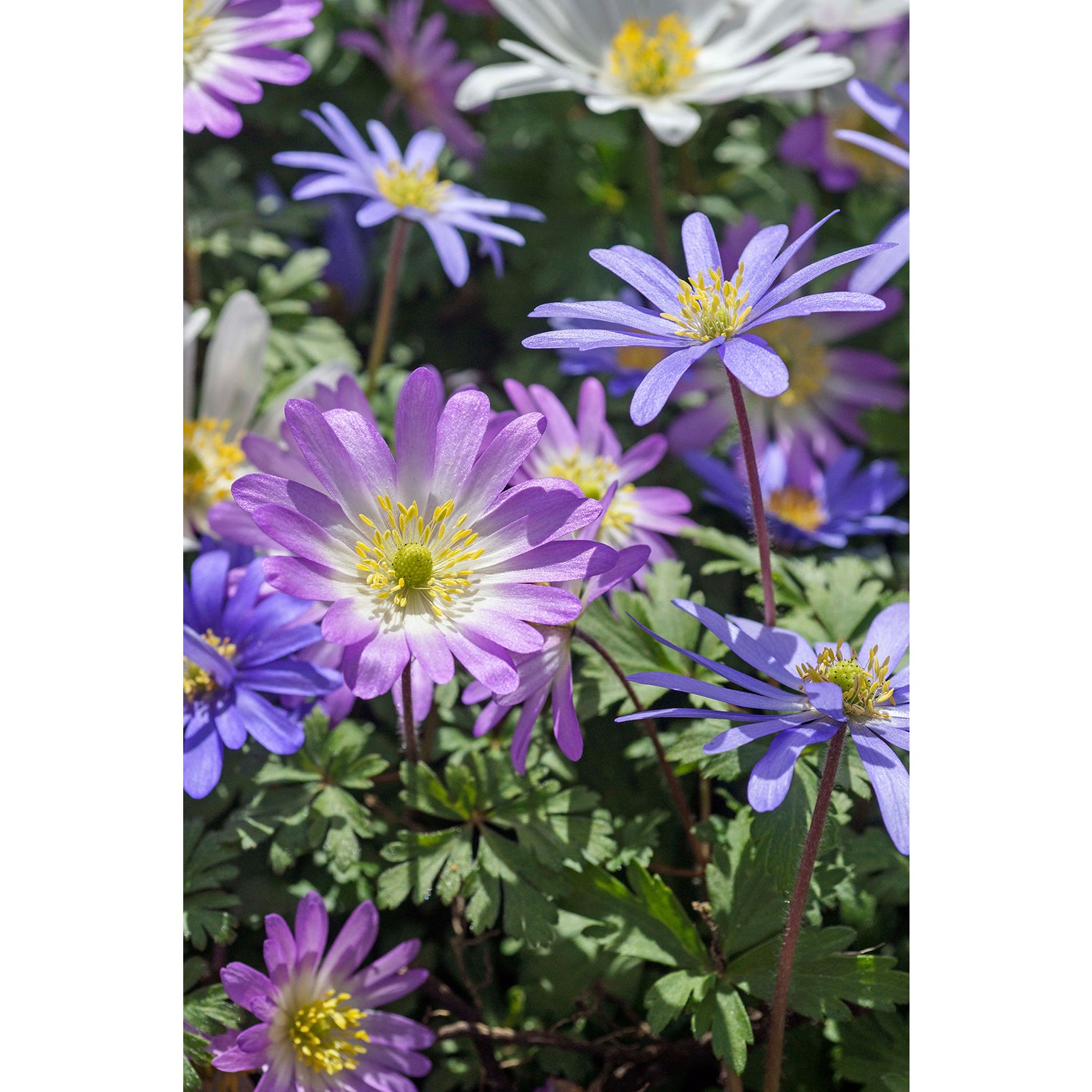 Bee & Butterfly Honey Heaven 50 Bulbs Ready for Planting Now in UK ...