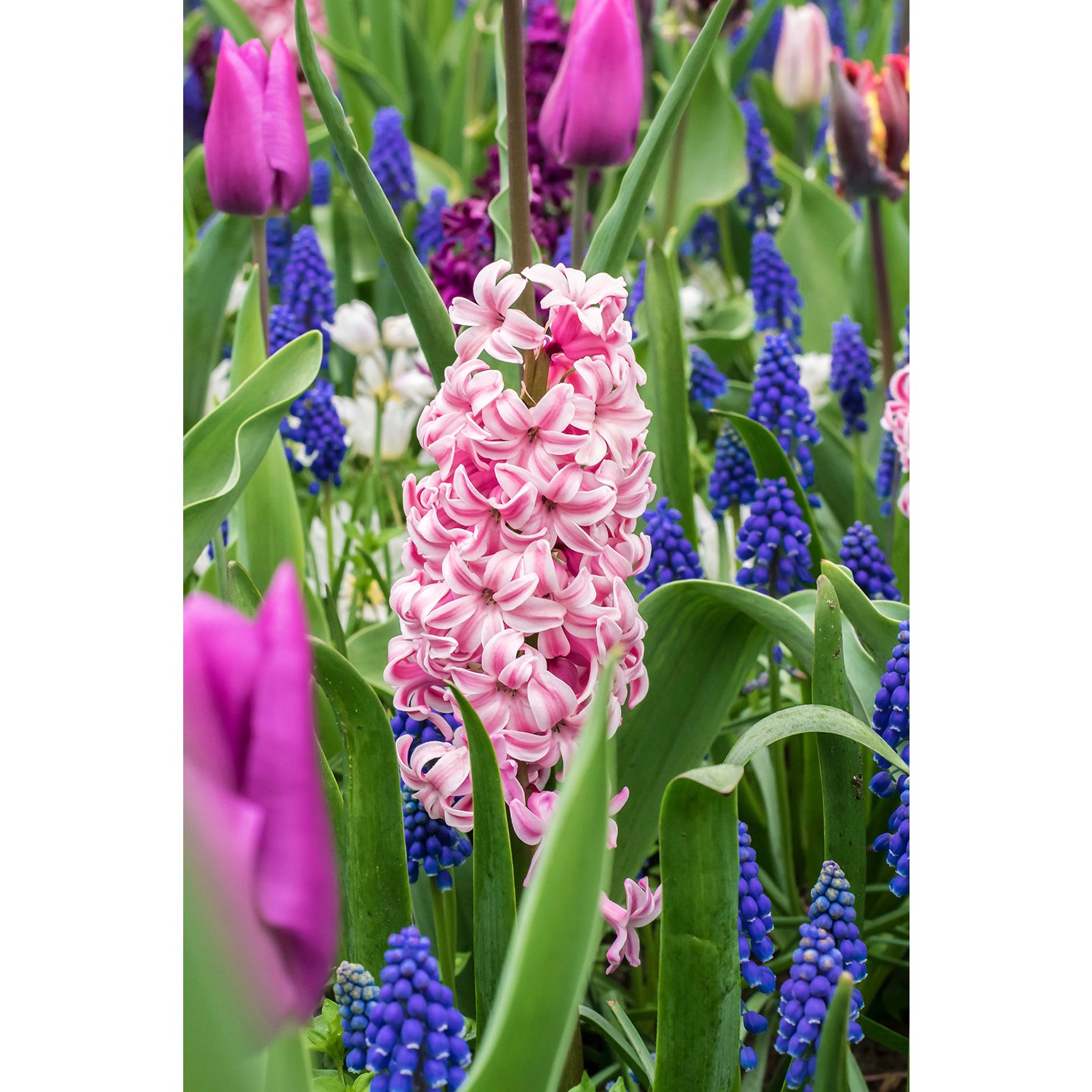 Hyacinthus Orientalis Mixed 5 Bulbs Ready for Planting Now in UK Autumn ...