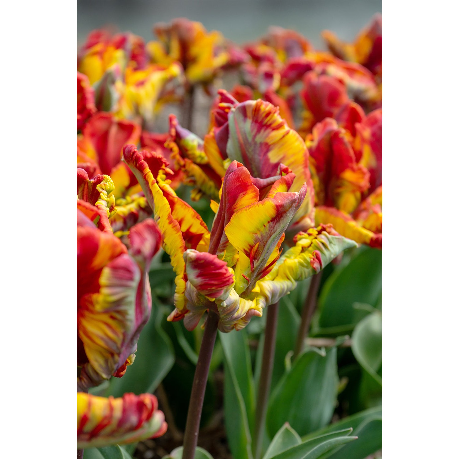 Tulip Parrot Rasta Parrot 6 Bulbs Ready for Planting Now in UK Autumn ...